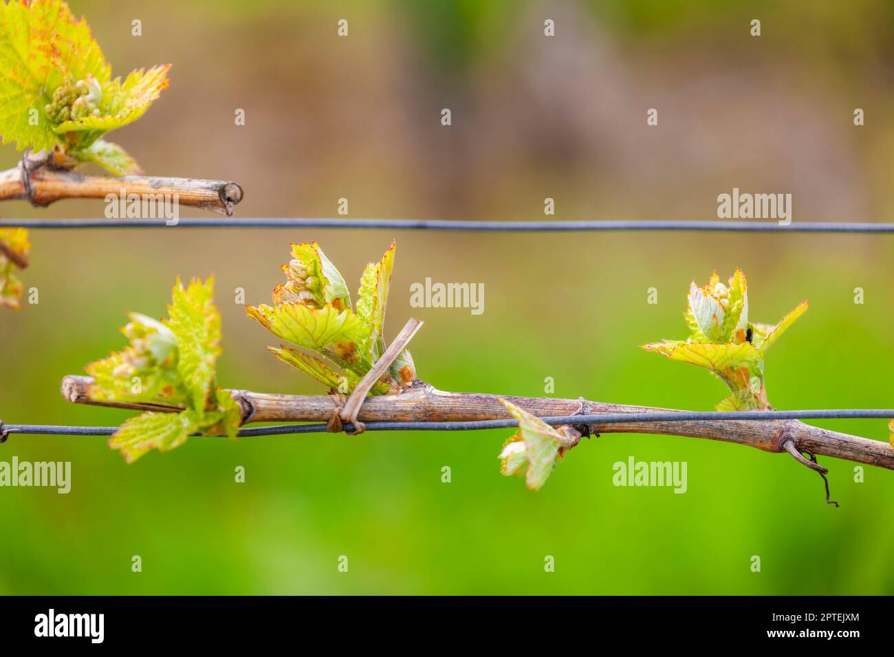 Details of grapevine inflorescence hi-res stock photography and images ...