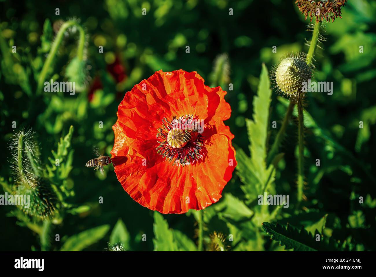 Bee eating pollen from flower orange on a nature background Stock Photo ...