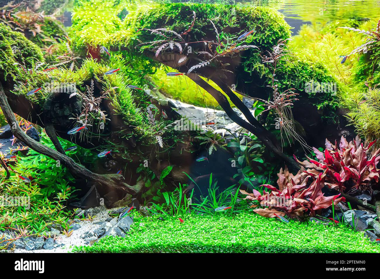 Planted Tank Forest