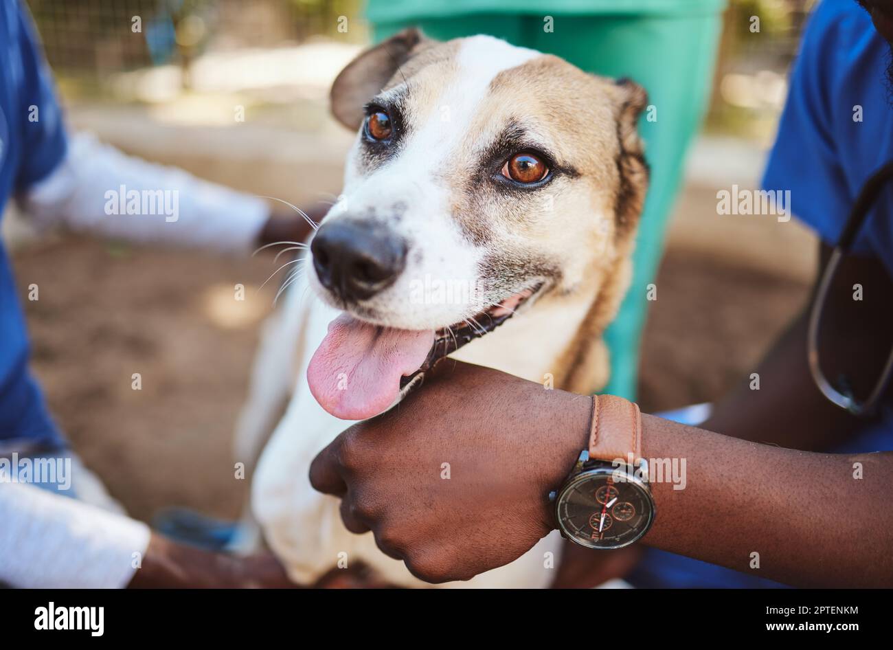 Sick animals hi-res stock photography and images - Alamy