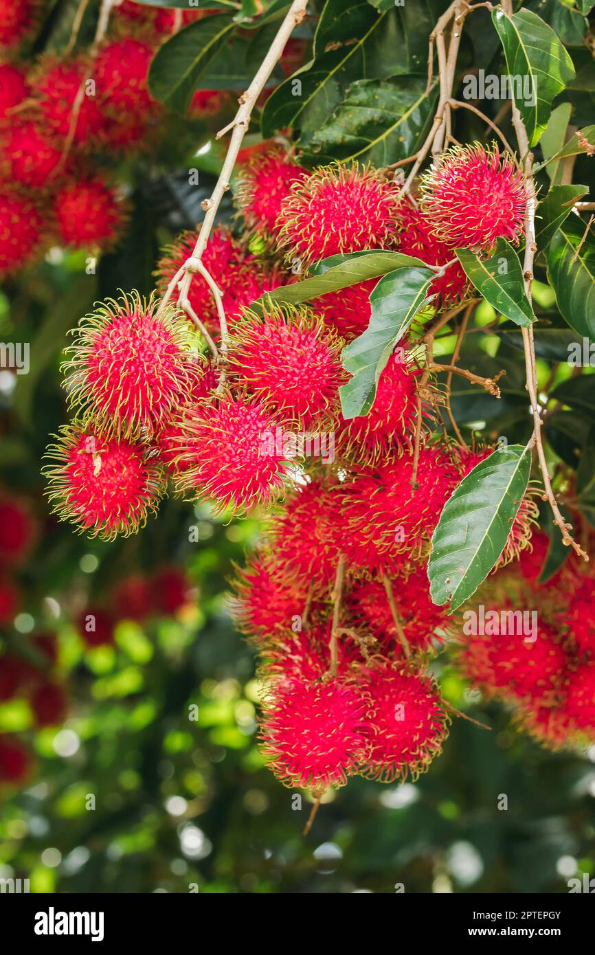 Rambutan Plant