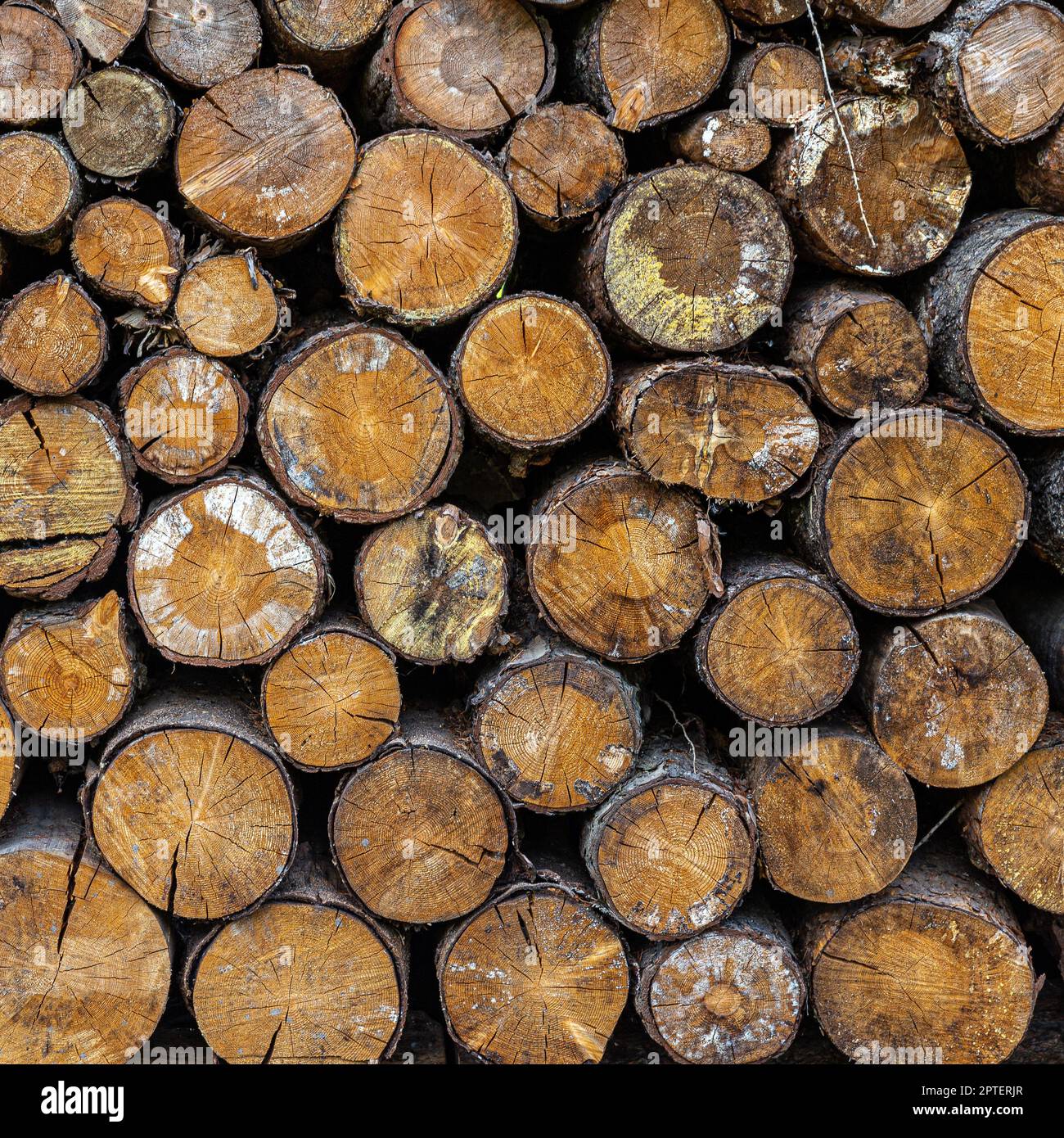 A stack wall of wooden logs texture background Stock Photo - Alamy