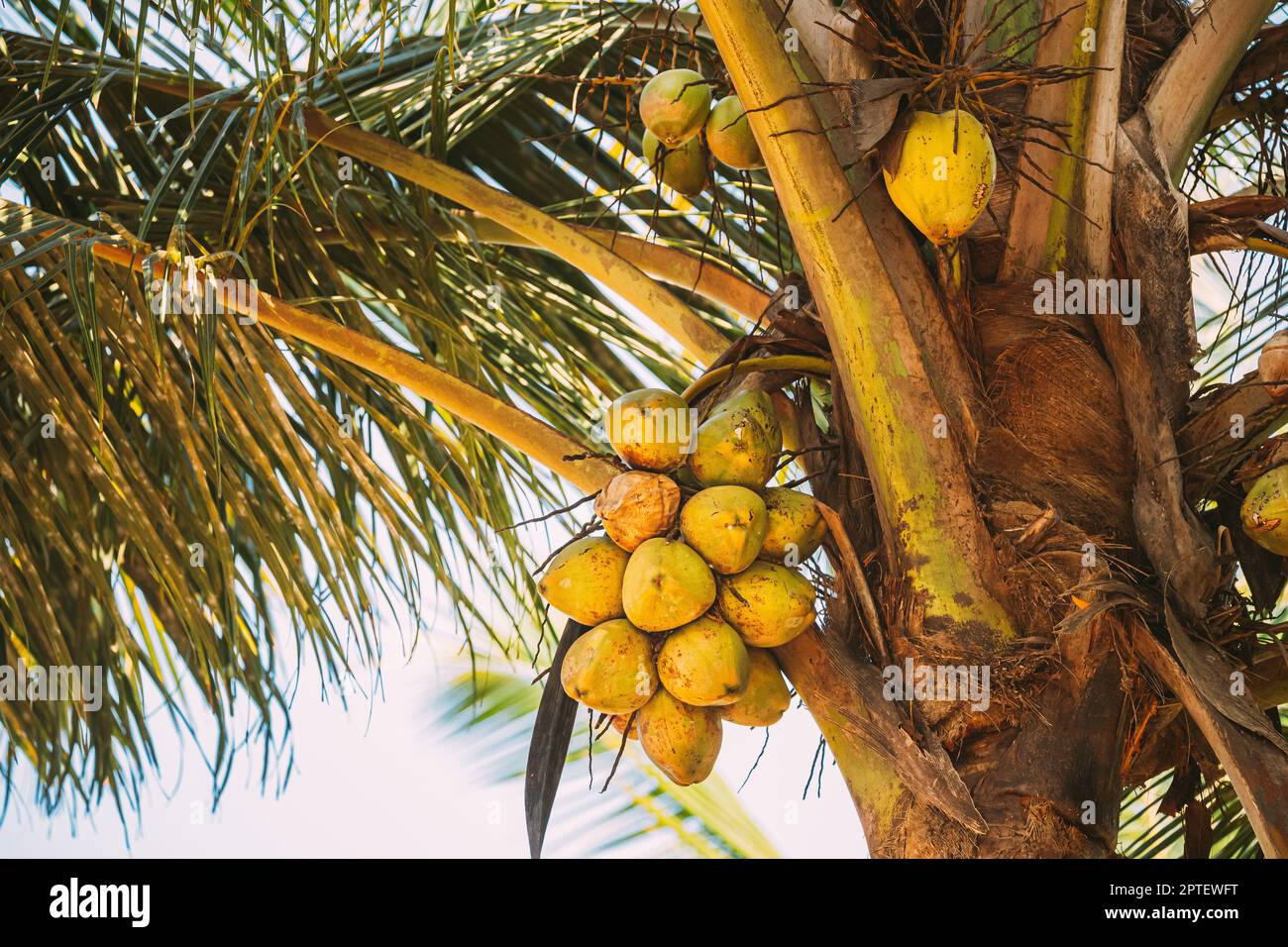 Goa, India. Close View Of Fruits Of Coconut Tree Palm Stock Photo - Alamy