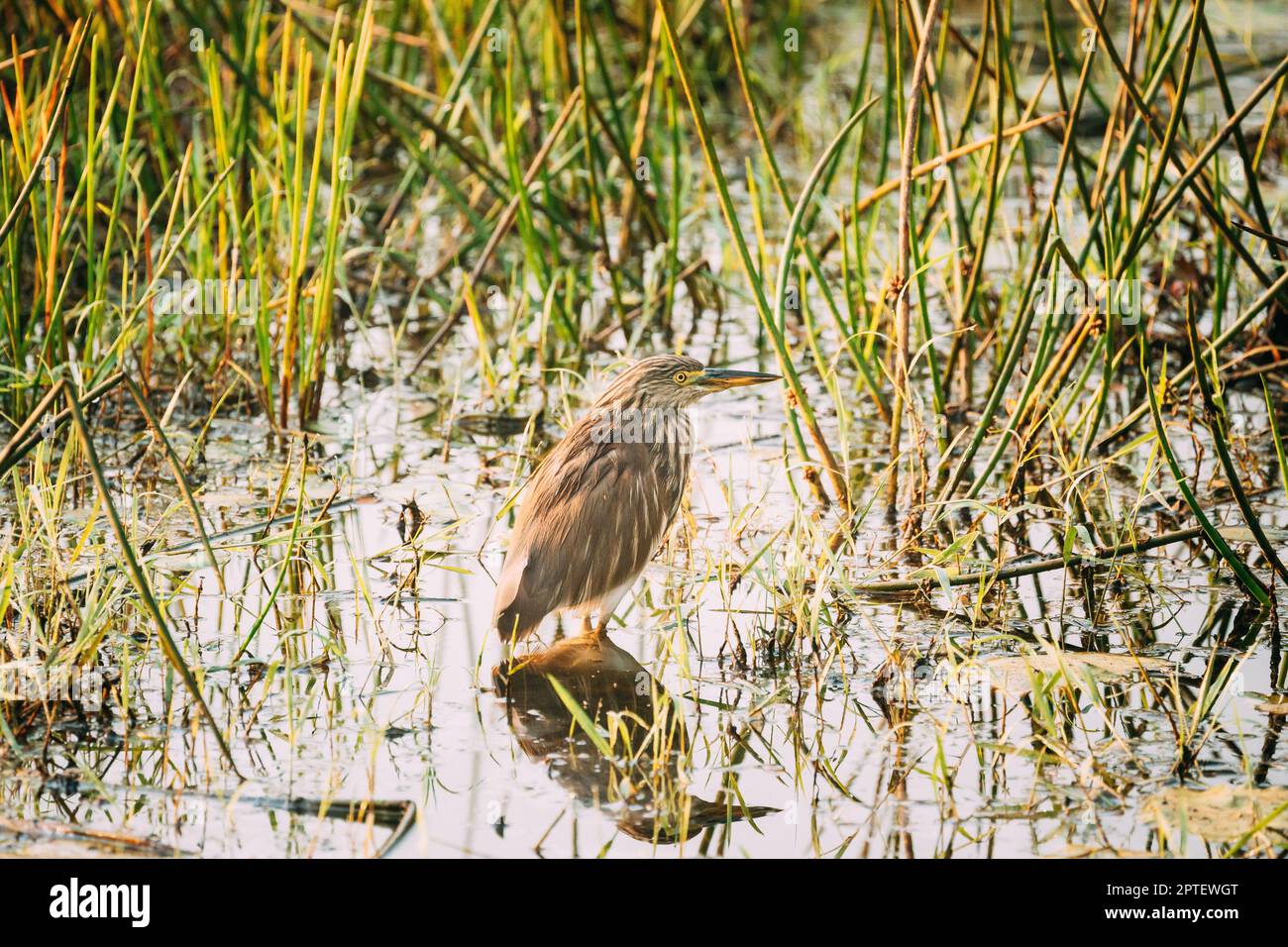 Goa, India. Indian Pond Heron In Morning Looking For Food In Swamp ...