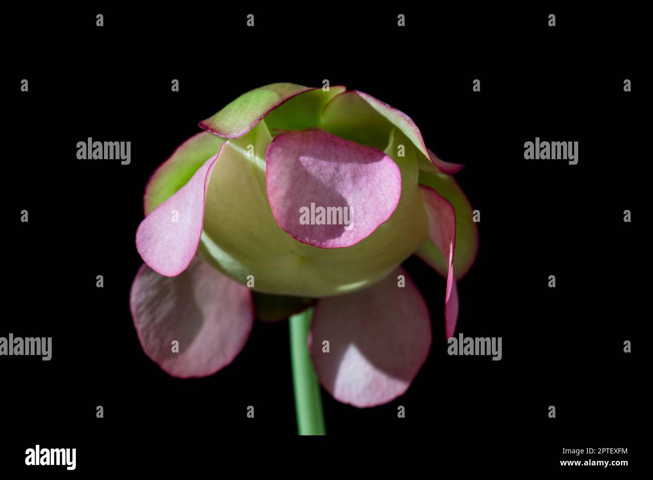 Flower of pitcher plant macro close up Stock Photo - Alamy