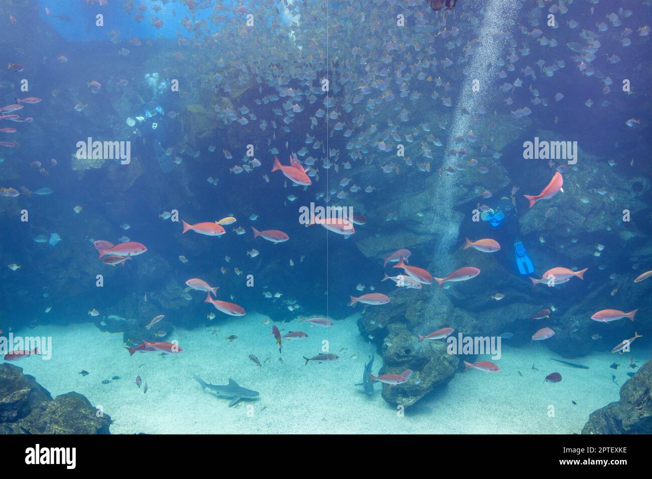 Aquarium fish tank museum coral reef hi-res stock photography and ...