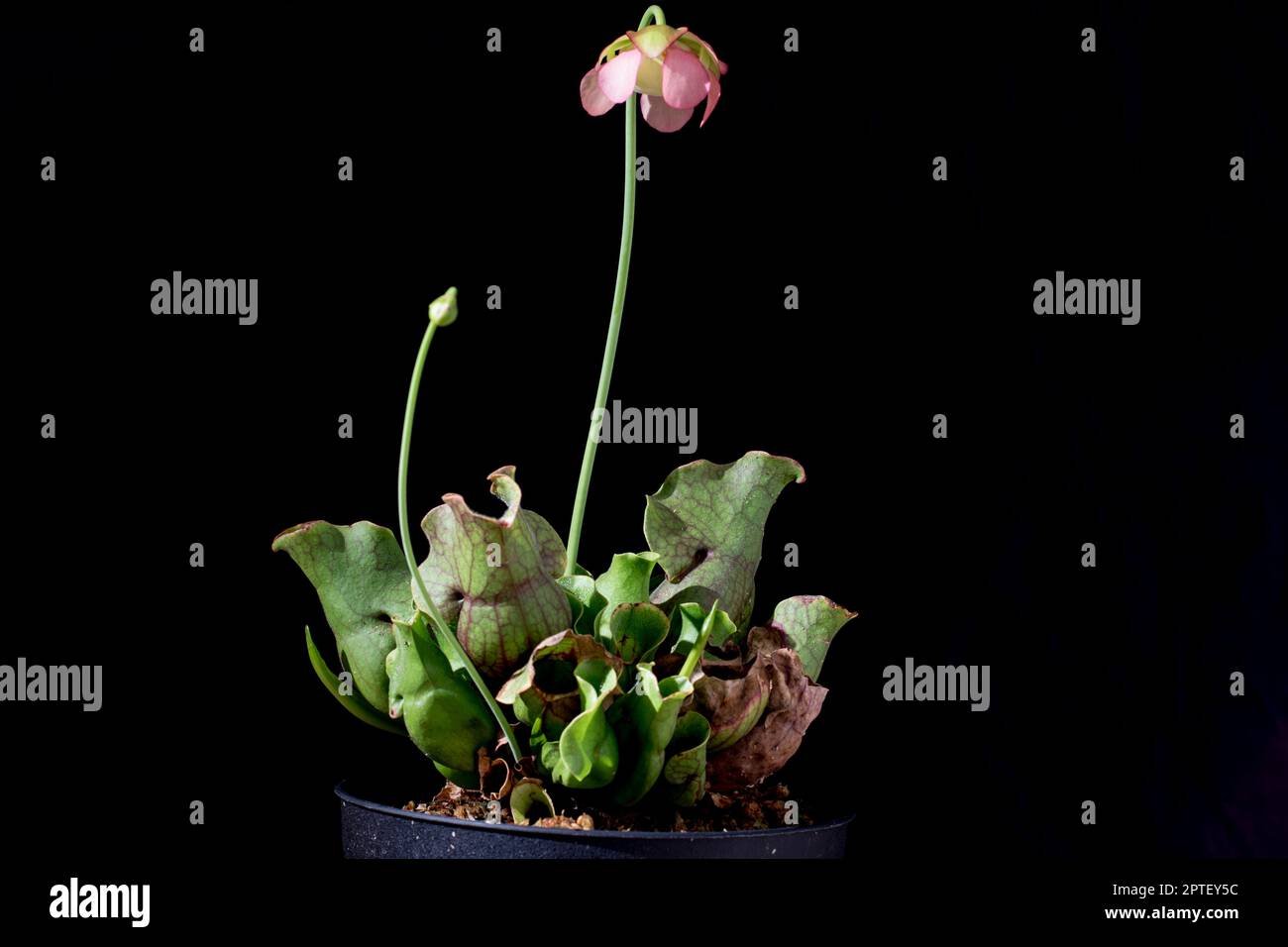 Insectivorous plants hi-res stock photography and images - Alamy