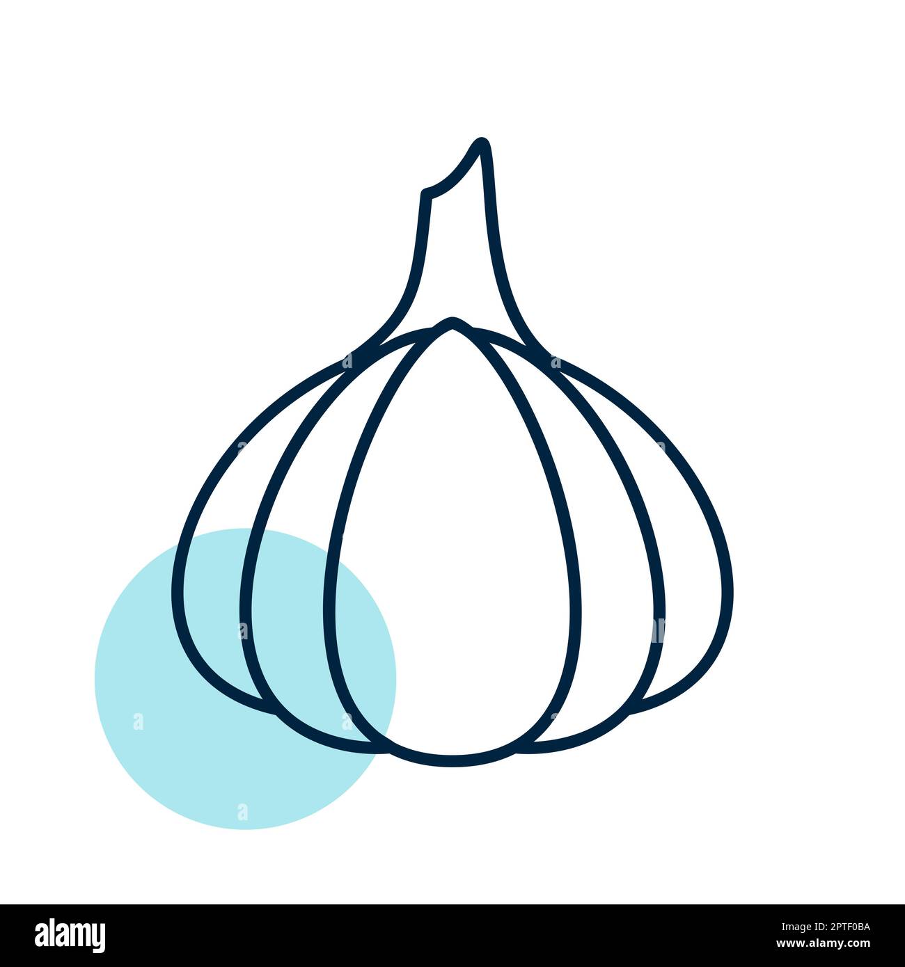 Garlic bulb, allium sativum isolated design vector icon. Vegetable sign ...