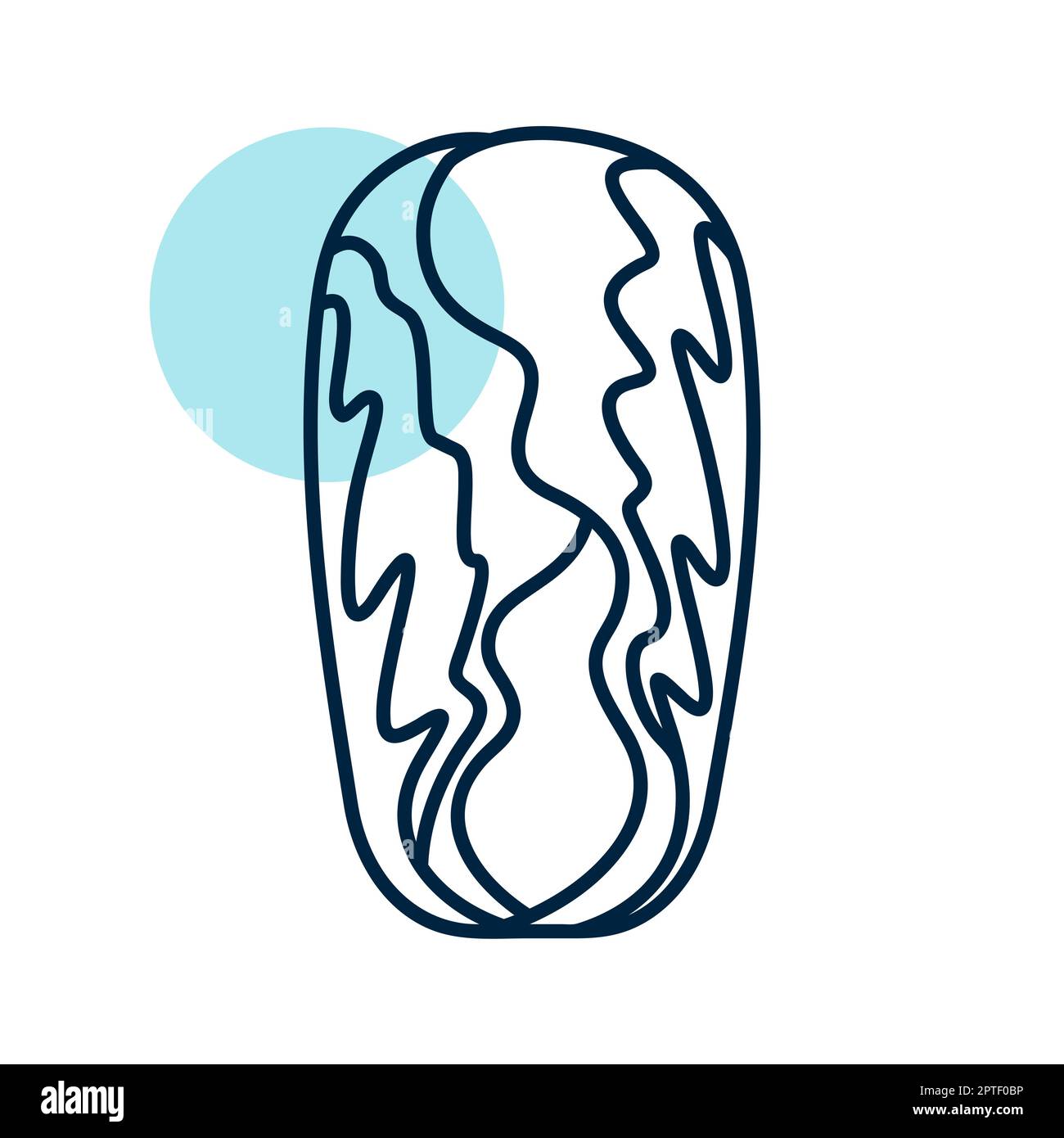 Chinese cabbage isolated vector icon. Vegetable sign. Graph symbol for ...