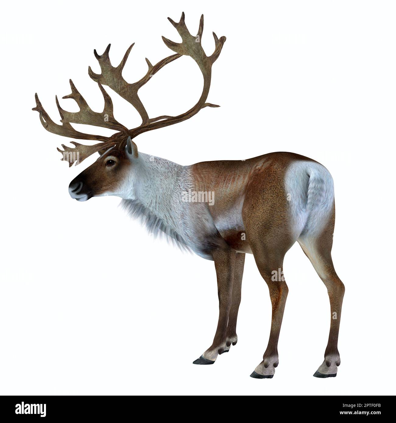 The Caribou deer also called a reindeer lives in the northern regions ...