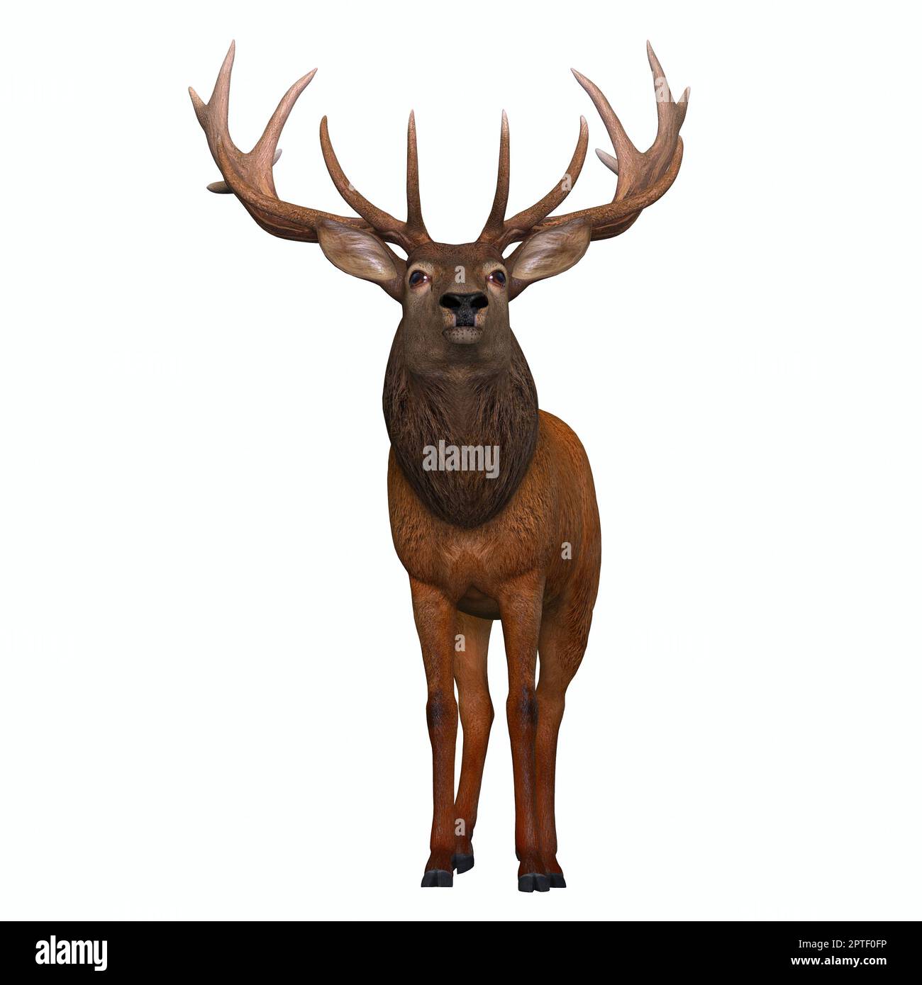 The Red deer is native to Europe, Asia, Iran and Africa is one of the ...