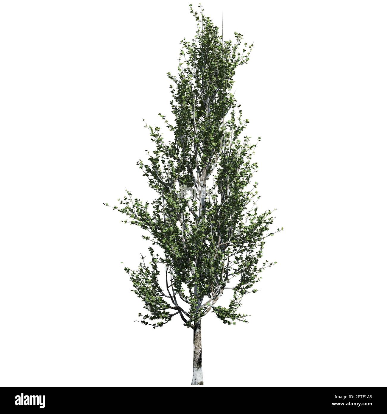 Lombardy Poplar Tree isolated on white background front view Stock ...