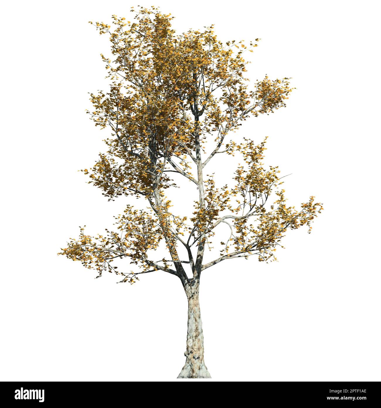 London Plane Tree isolated on white background front view Stock Photo ...