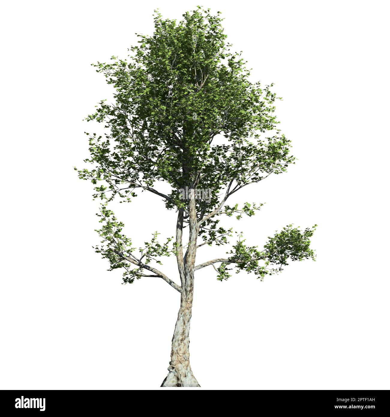 London Plane Tree isolated on white background front view Stock Photo ...