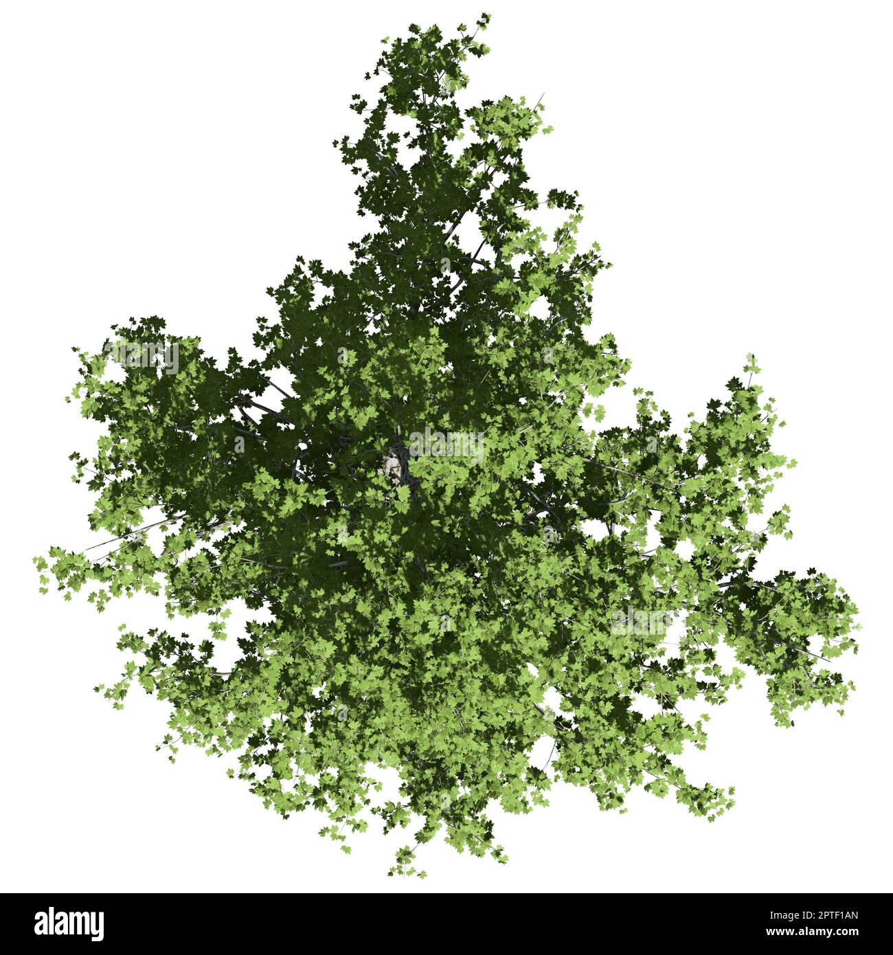 London Plane Tree isolated on white background front view Stock Photo ...