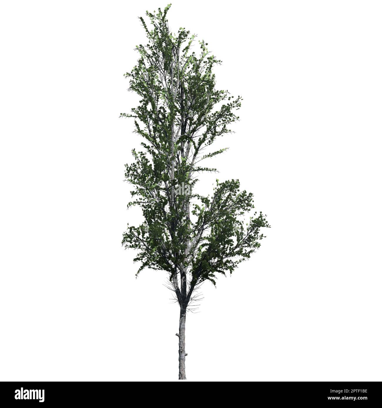 Mountain Maple Tree isolated on white background front view Stock Photo ...