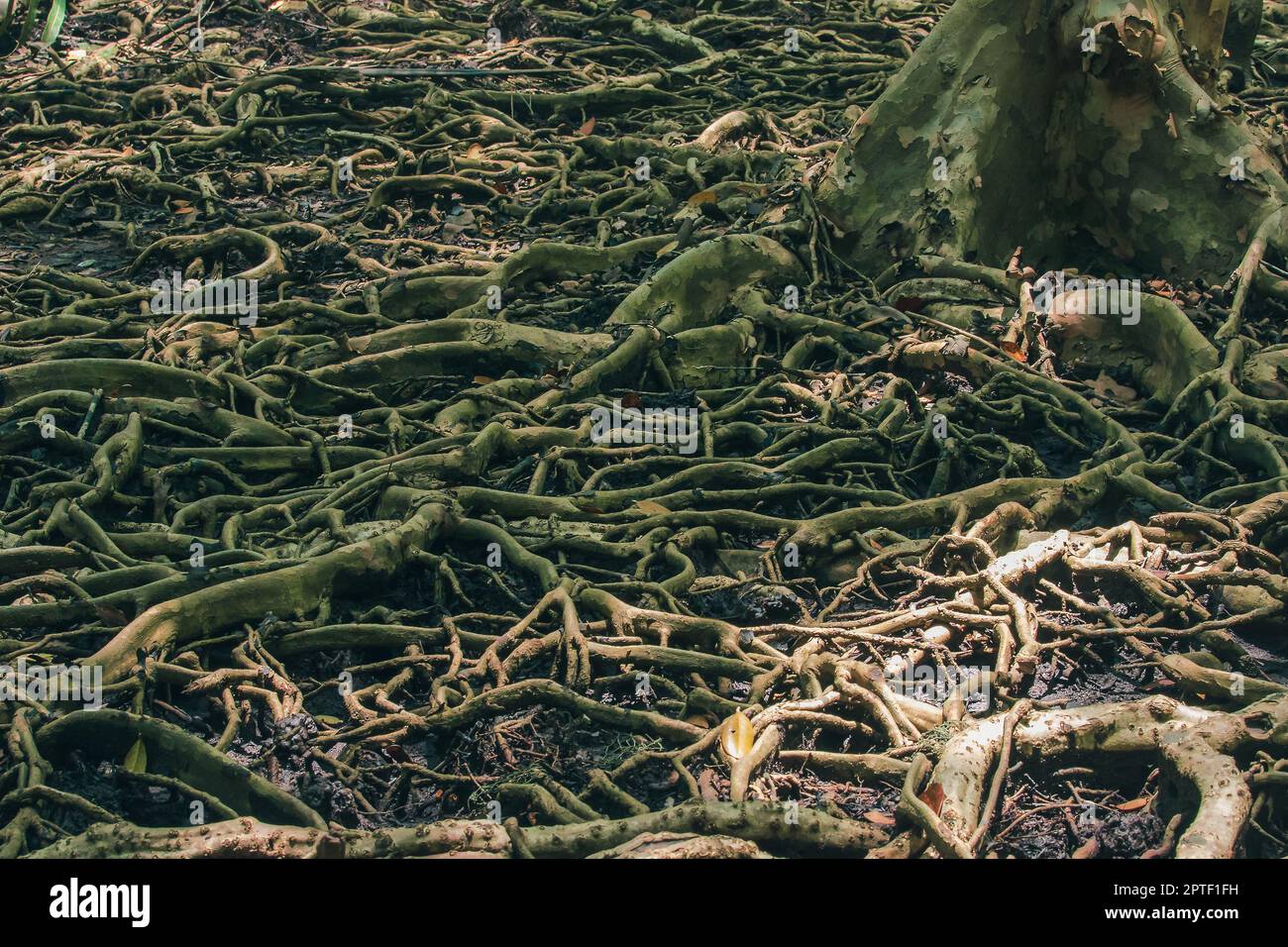 Many tree roots on the mangrove forest are used for adhesion Stock ...