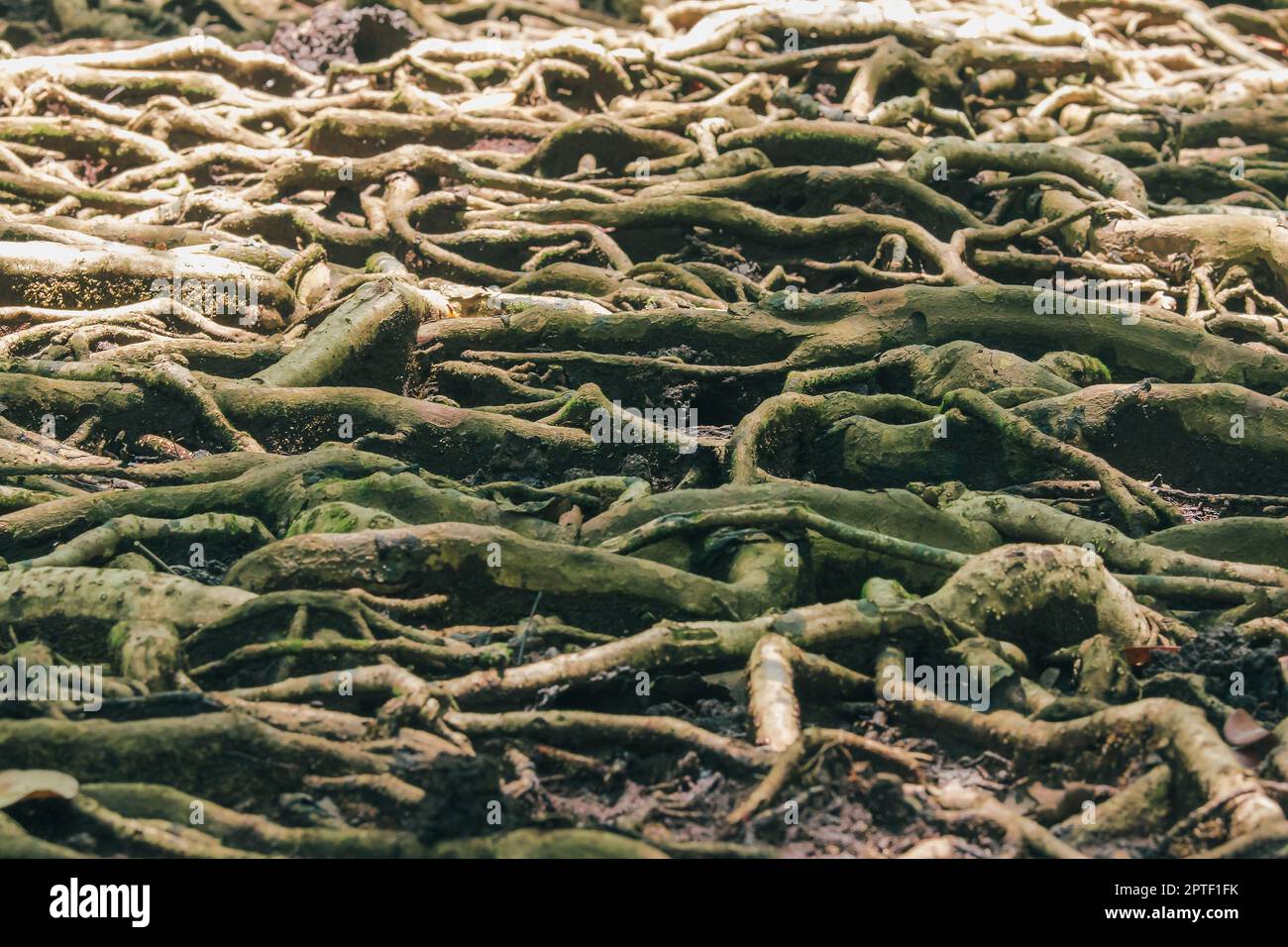 Many tree roots on the mangrove forest are used for adhesion Stock ...