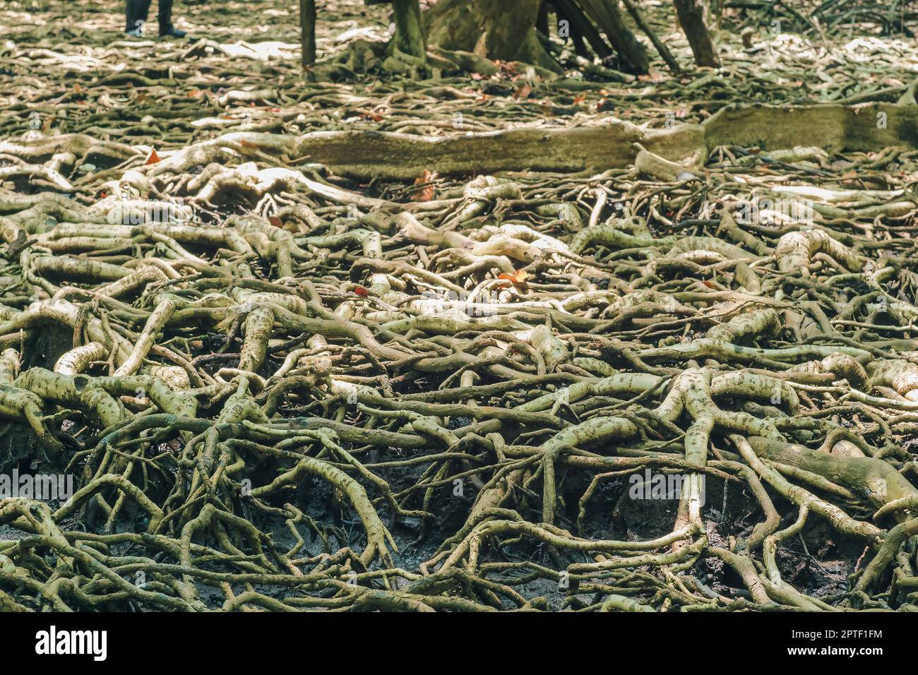 Many tree roots on the mangrove forest are used for adhesion Stock ...