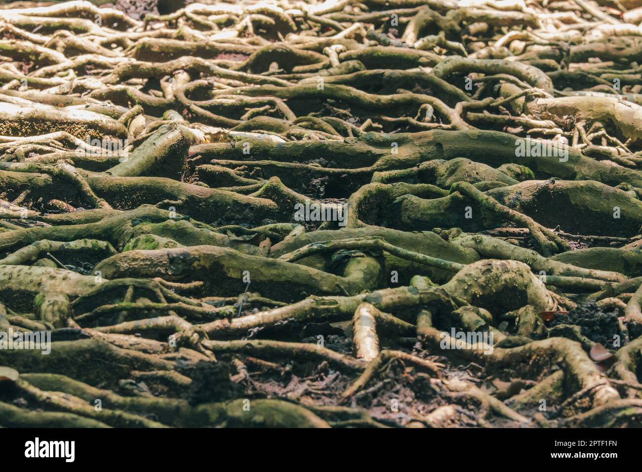 Many tree roots on the mangrove forest are used for adhesion Stock ...