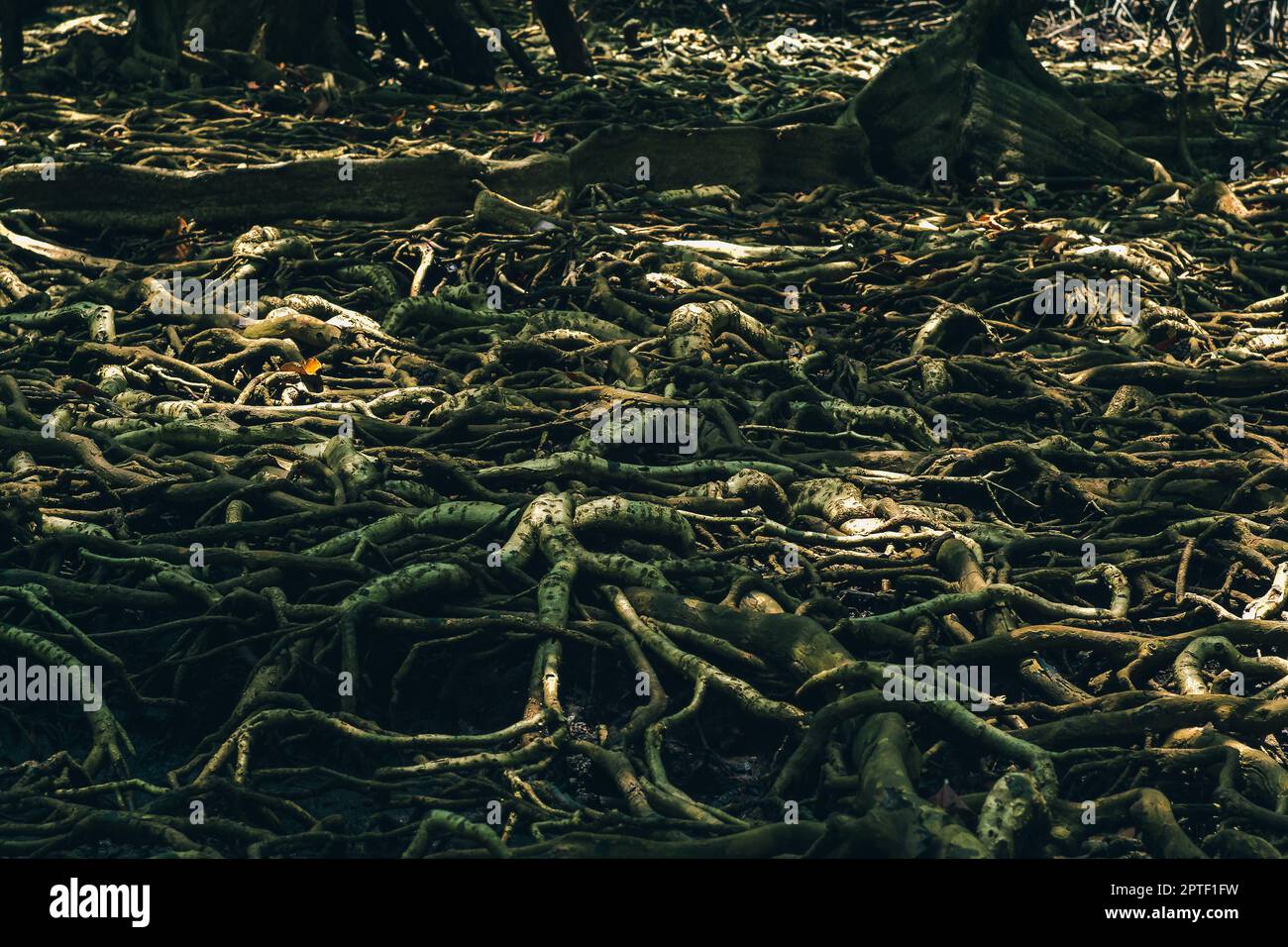 Many tree roots on the mangrove forest are used for adhesion Stock ...