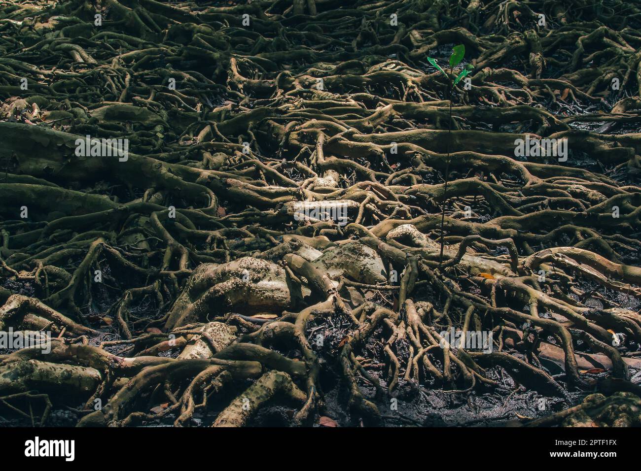 Many tree roots on the mangrove forest are used for adhesion Stock ...