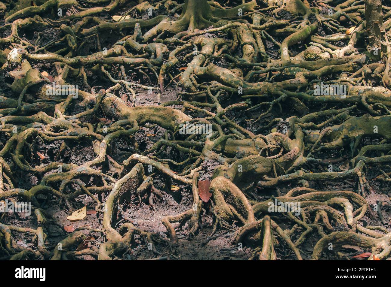 Many tree roots on the mangrove forest are used for adhesion Stock ...
