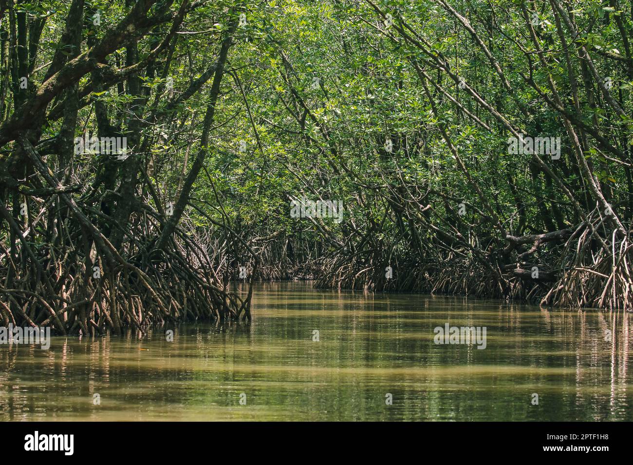 Mangrove forests in nature have many roots for adhesion Stock Photo - Alamy