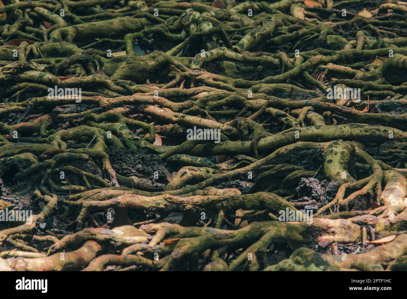 Many tree roots on the mangrove forest are used for adhesion Stock ...