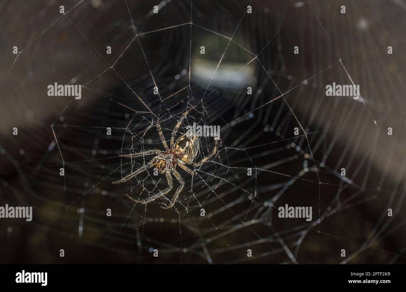Huntsman spider or Eusparassus dufouri. Spider web placed in the mouth ...