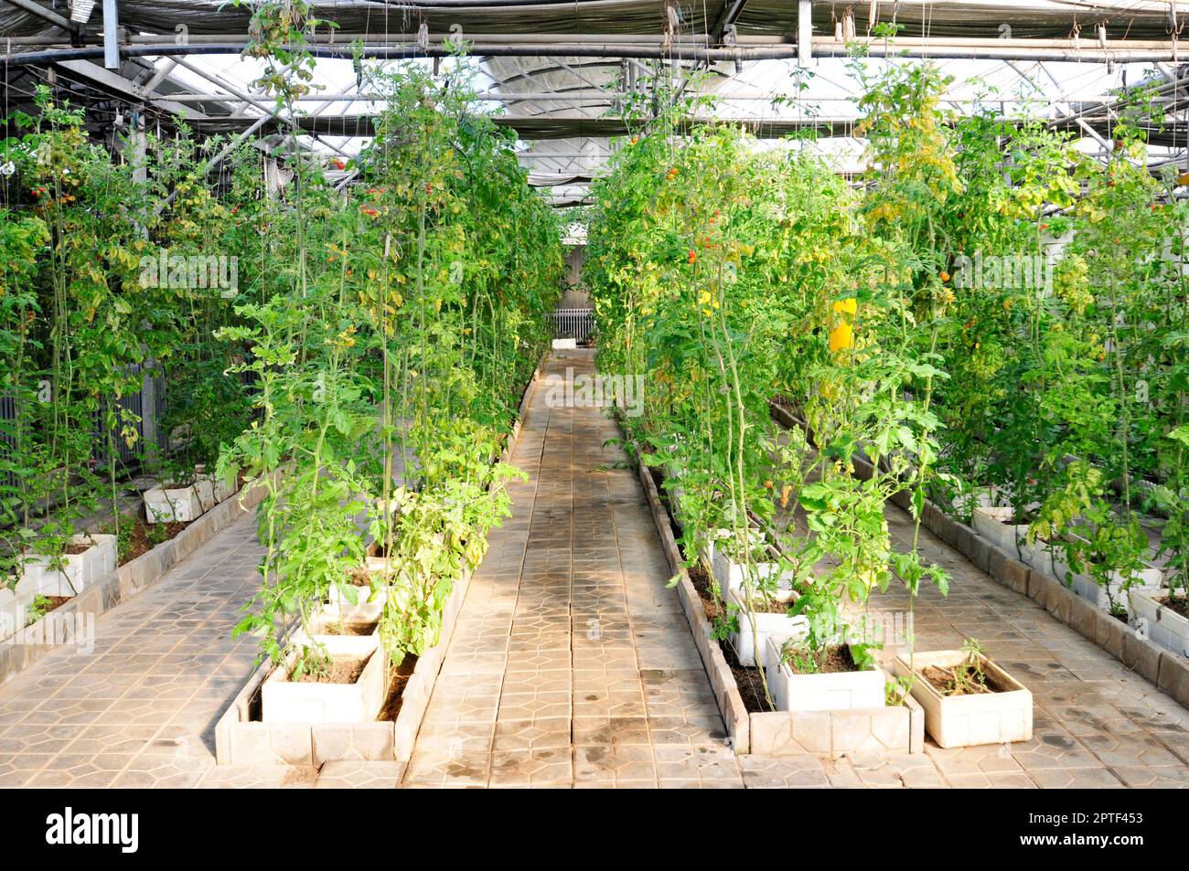 Fresh tomatoes grown in greenhouses Stock Photo - Alamy