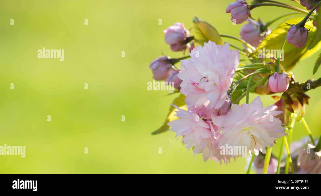 Beautiful nature scene with blooming sakura tree and sun flare. Sunny ...