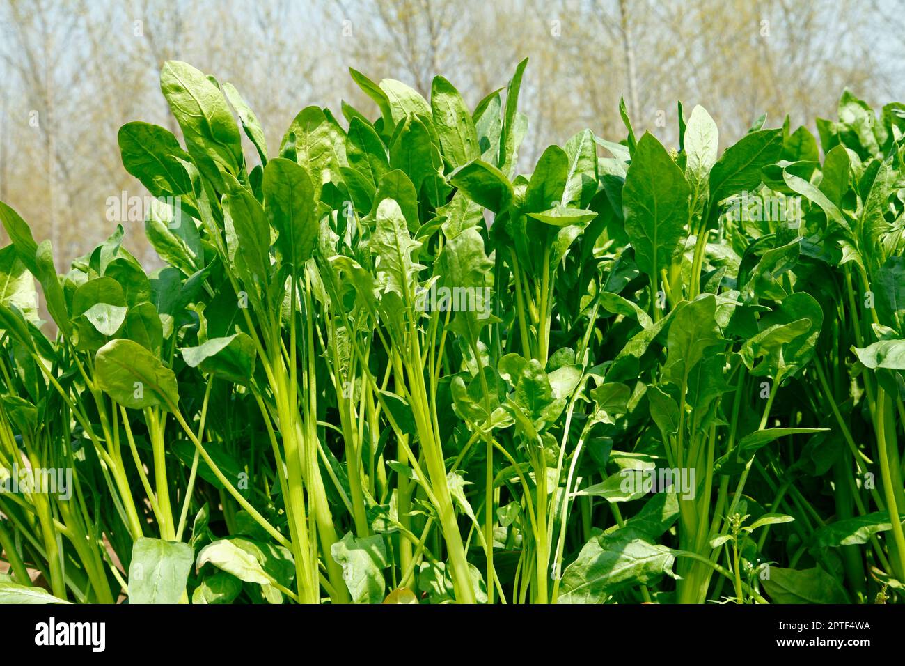 Spinach grown in the wild Stock Photo - Alamy