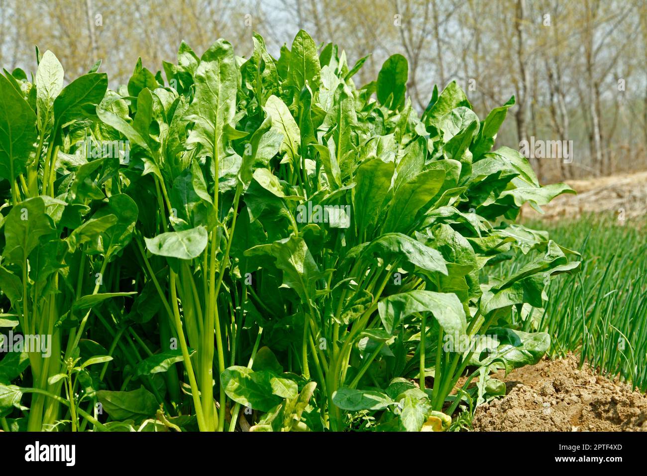 Spinach grown in the wild Stock Photo - Alamy