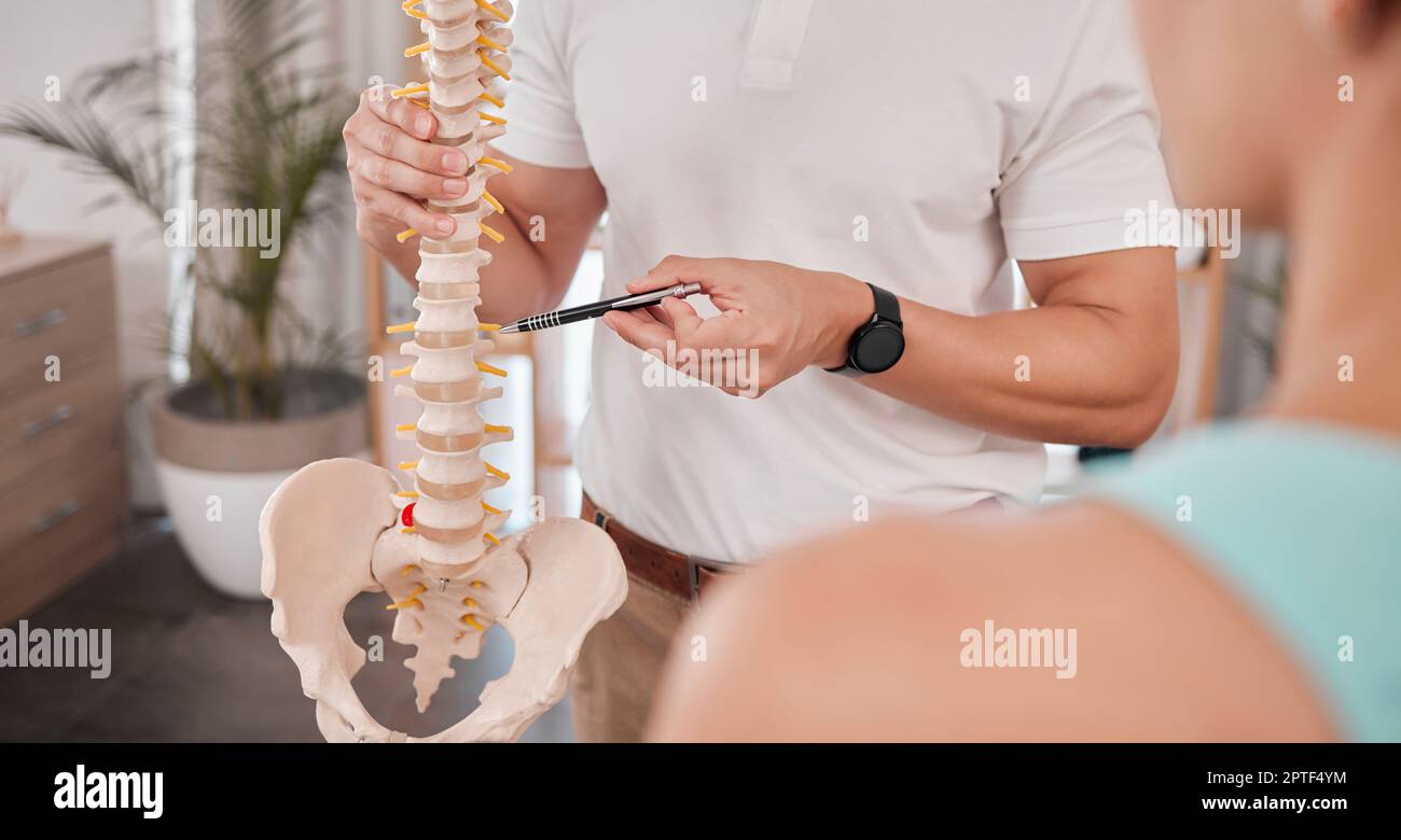 Chiropractic Spine Model