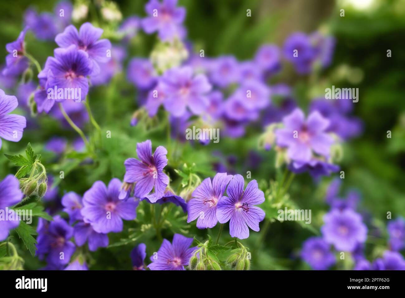 Meadow Geranium - also Geranium pratense - Johnsons Blue. Meadow ...