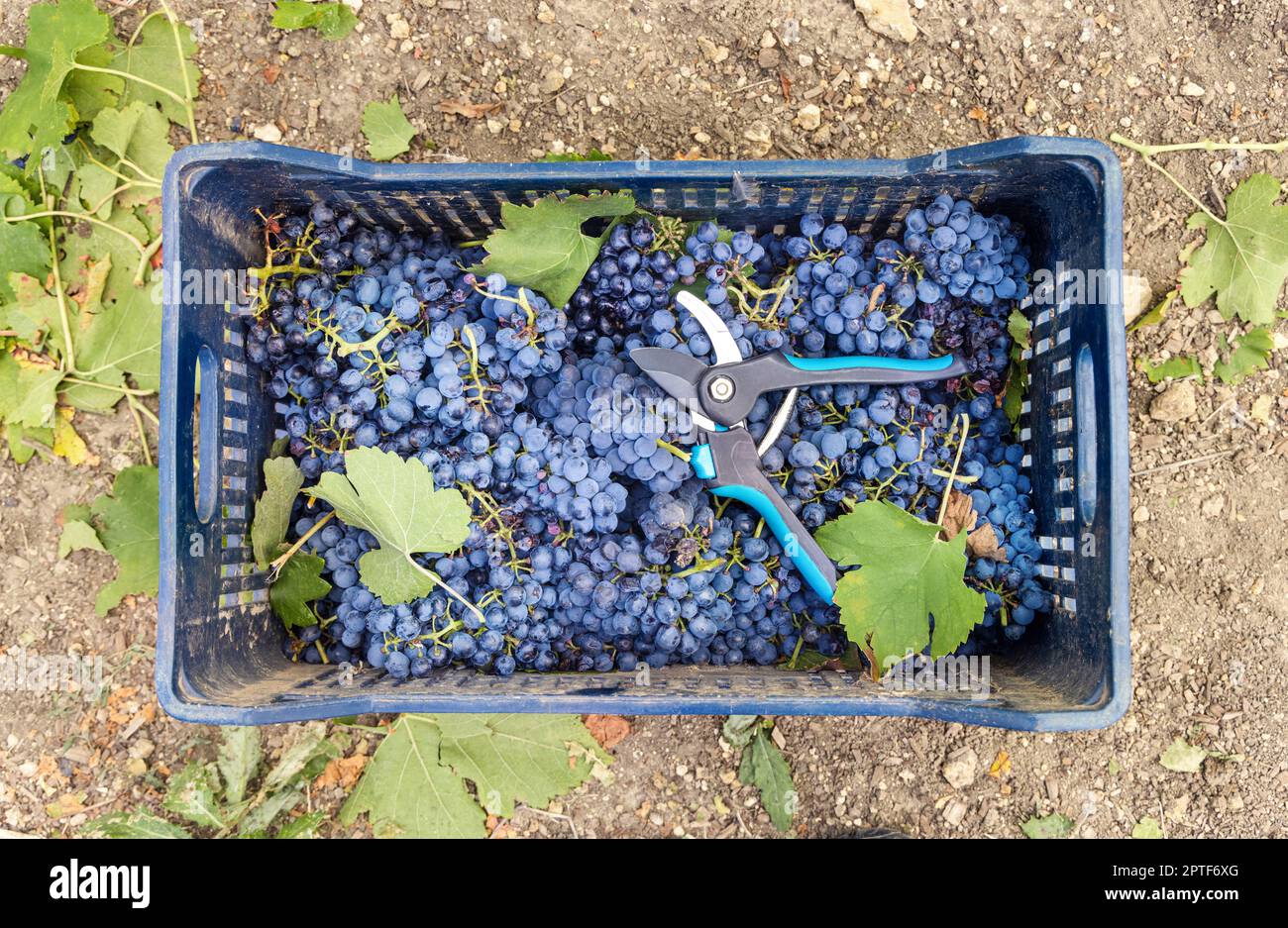 Freshly cut and harvested red grapes with secateurs in plastic crate on ...