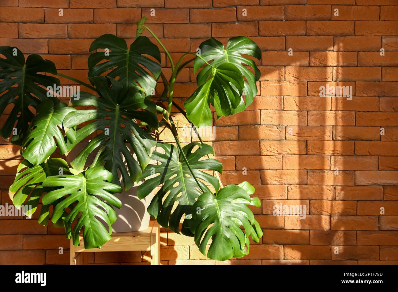 Green Monstera on shelf near brick wall Stock Photo - Alamy