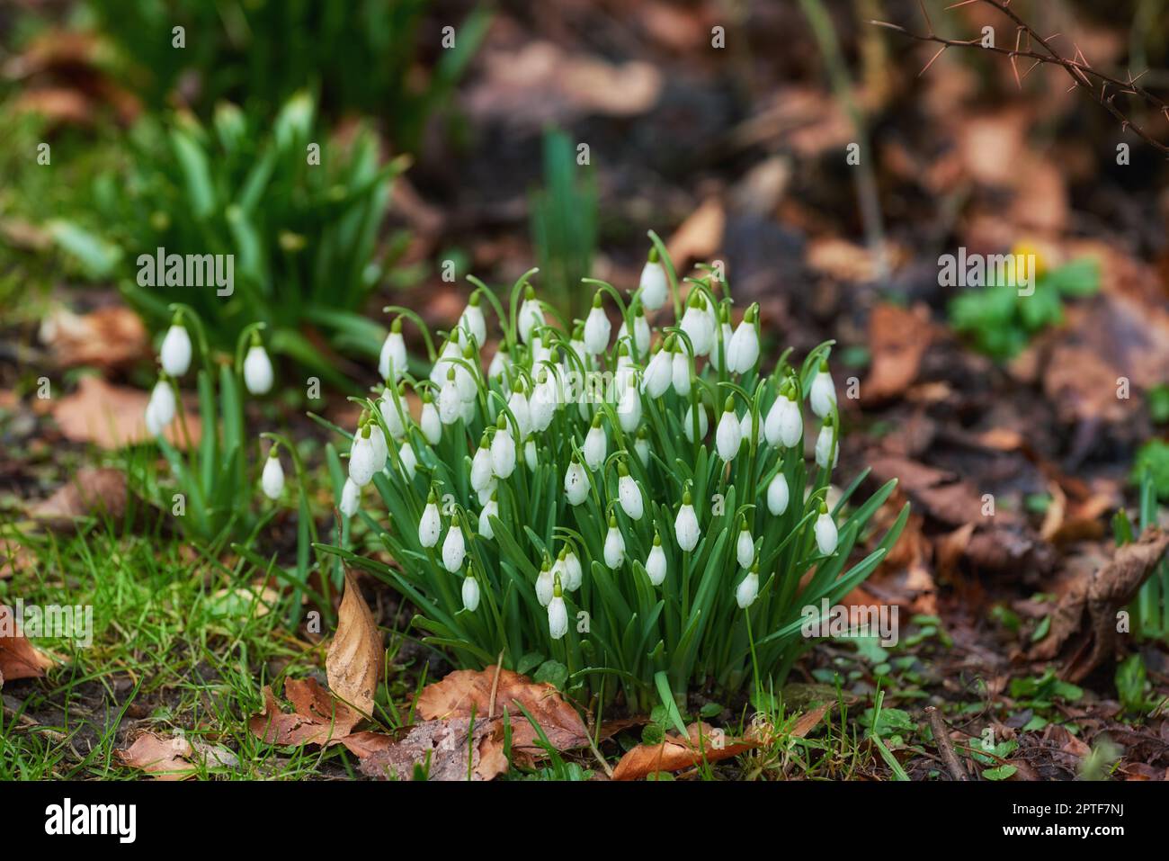 Common snowdrop - Galanthus nivalis Stock Photo - Alamy