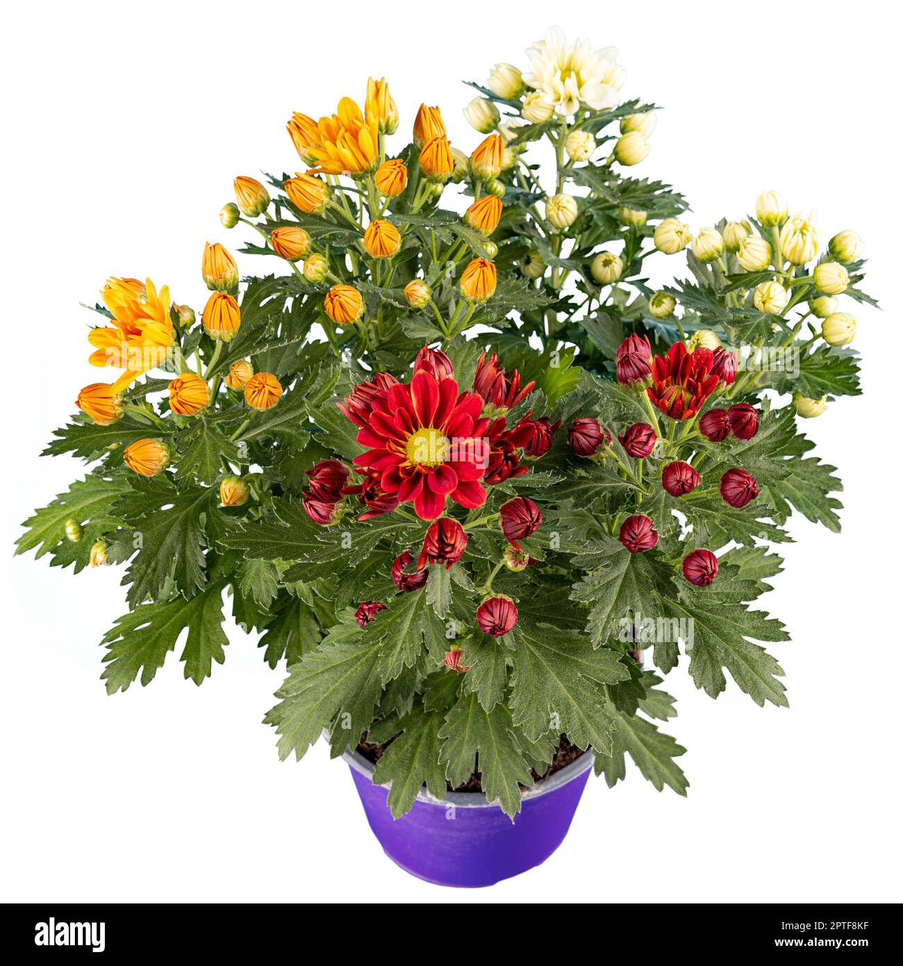 Bouquet of colorful chrysanthemums flowers growing in pot, isolated on ...