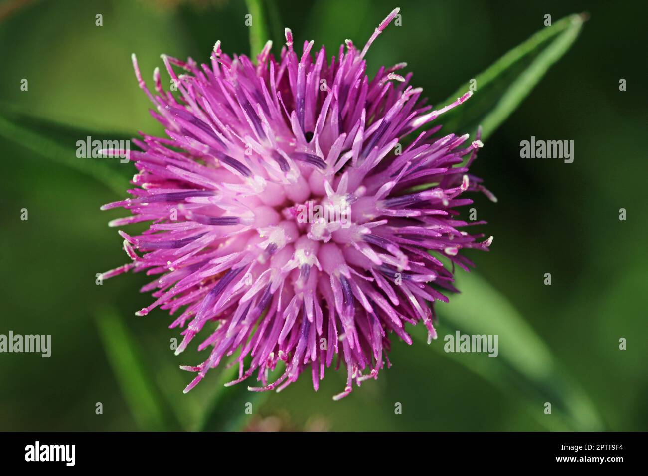 Purple hardhead, Centaurea nigra, flower viewed from above in close up ...