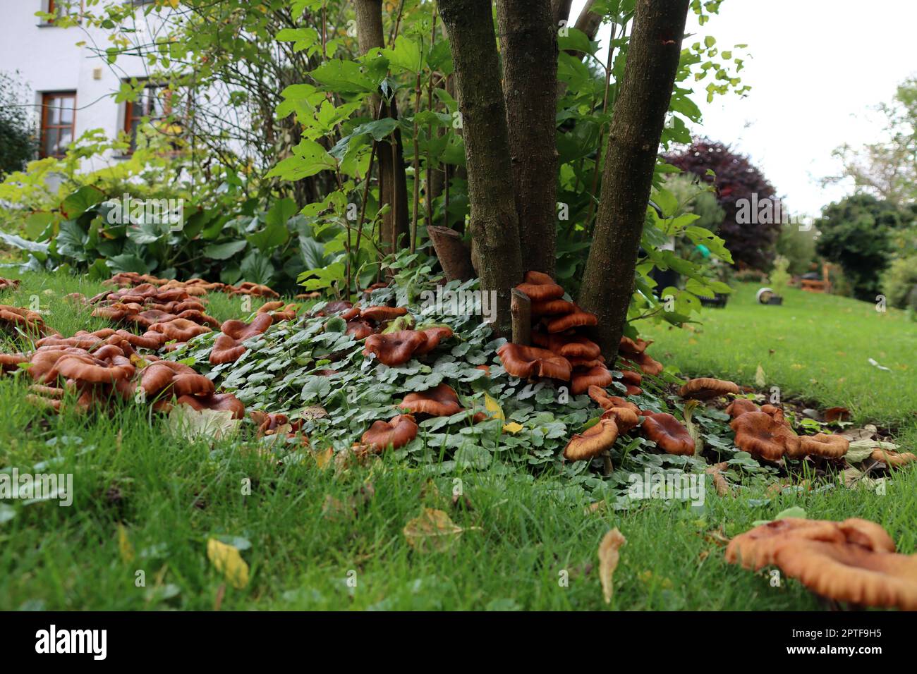 Dunkler Hallimasch (Armillaria ostoyae) im Garten eine Einfamilenhauses ...
