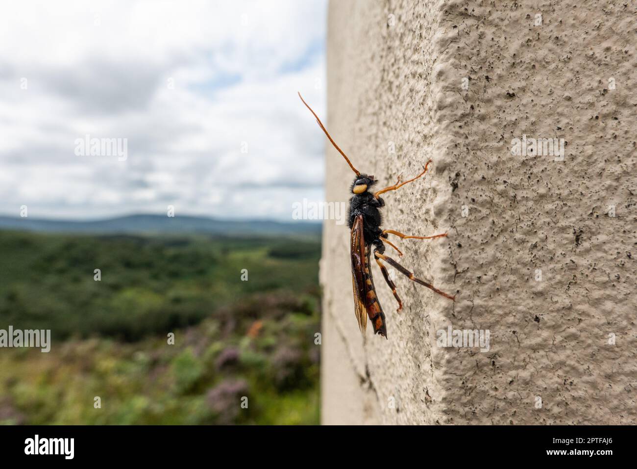 Giant Wood Wasp or horntail ( latin name Urocerus gigas) with black and ...