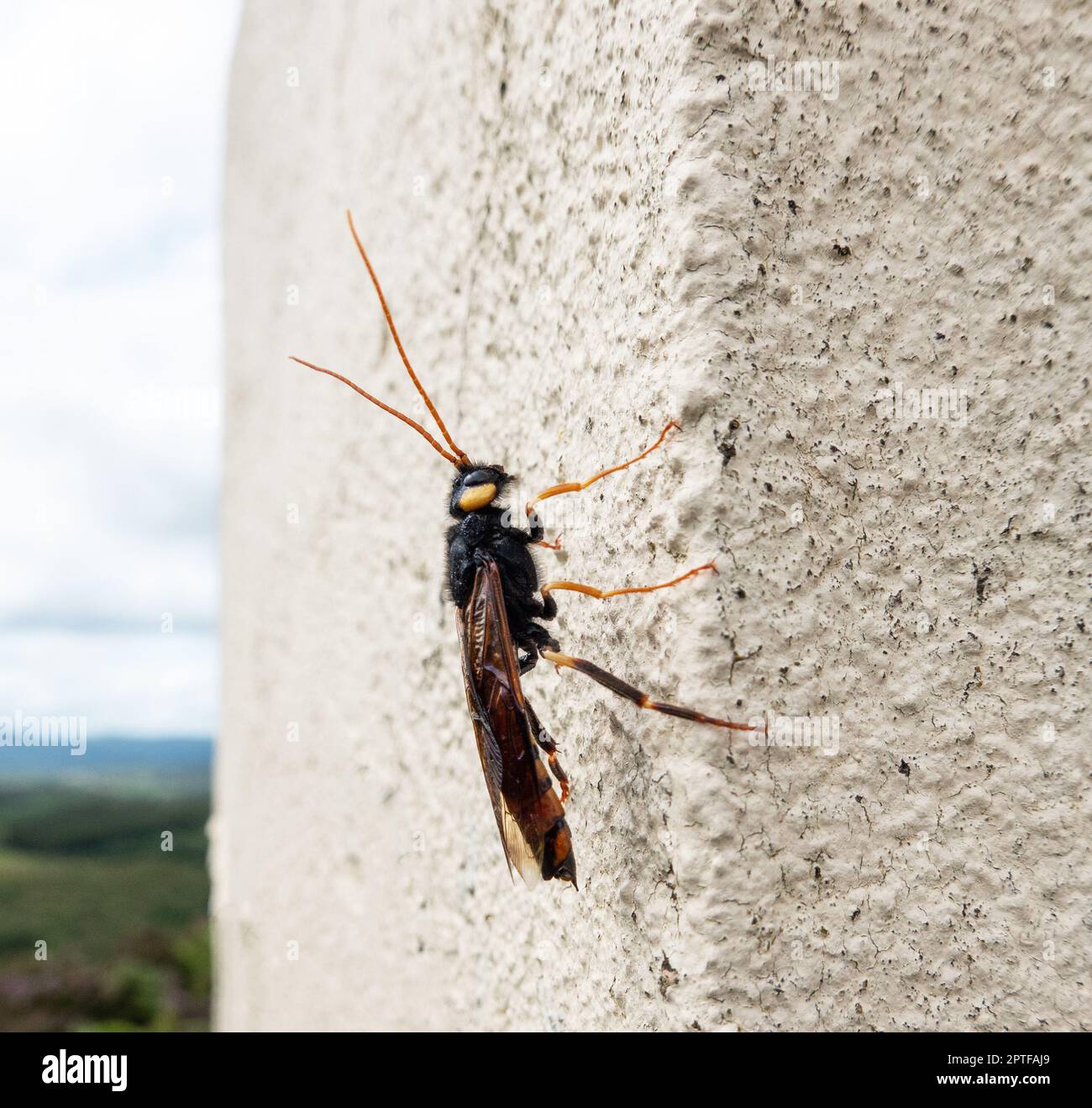 Giant Wood Wasp or horntail ( latin name Urocerus gigas) with black and ...