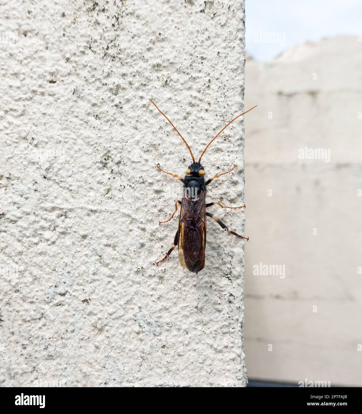 Giant Wood Wasp or horntail ( latin name Urocerus gigas) with black and ...