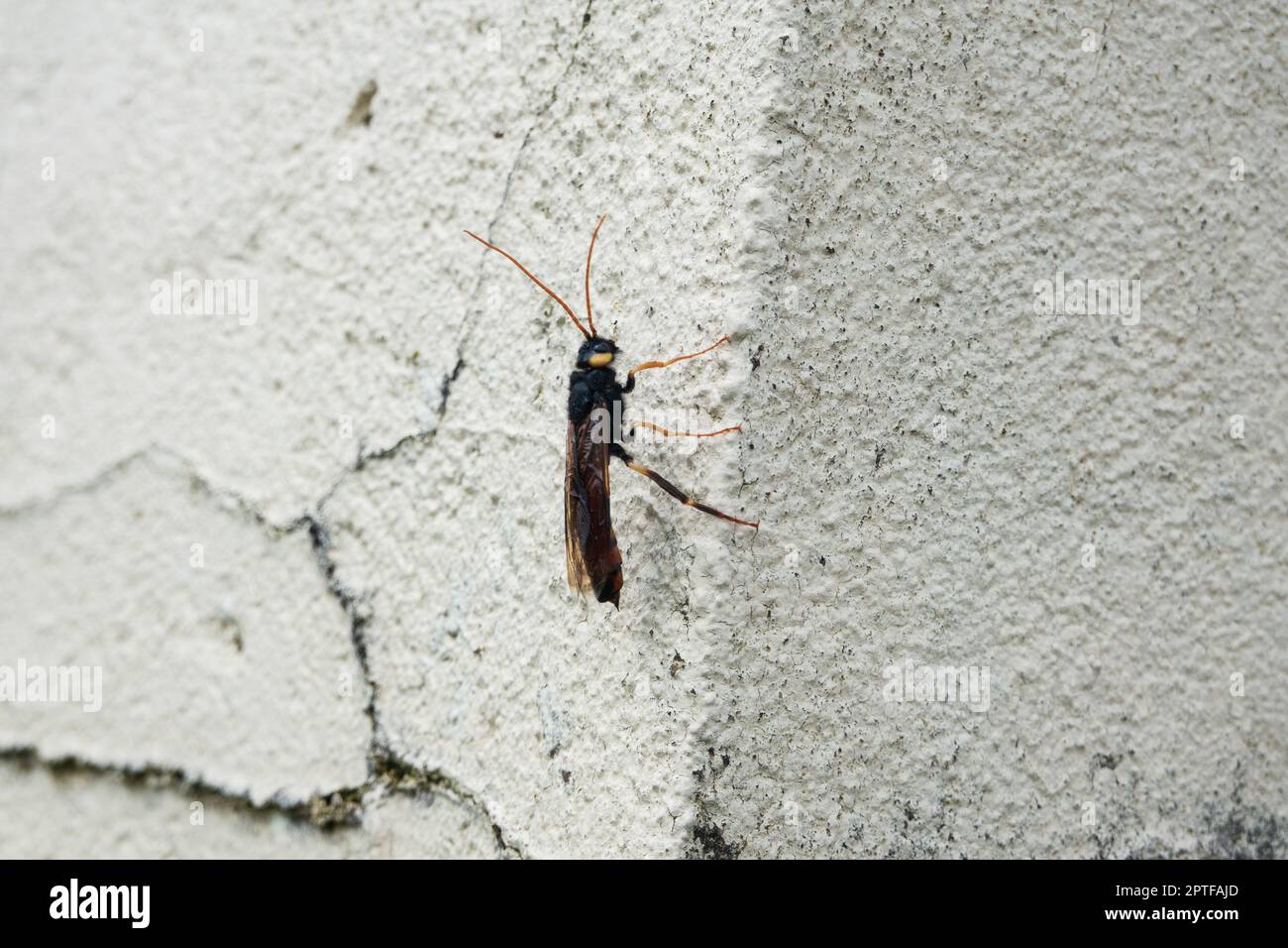 Giant Wood Wasp or horntail ( latin name Urocerus gigas) with black and ...