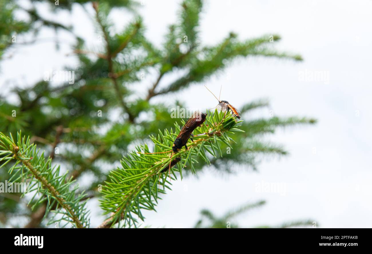 Giant Wood Wasp or horntail ( latin name Urocerus gigas) with black and ...