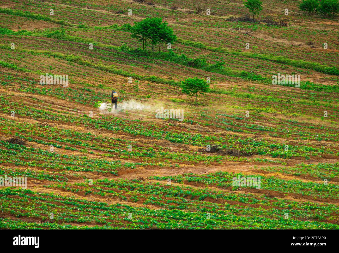 Rubber plantation farming area in the south of Thailand, Latex rubber ...