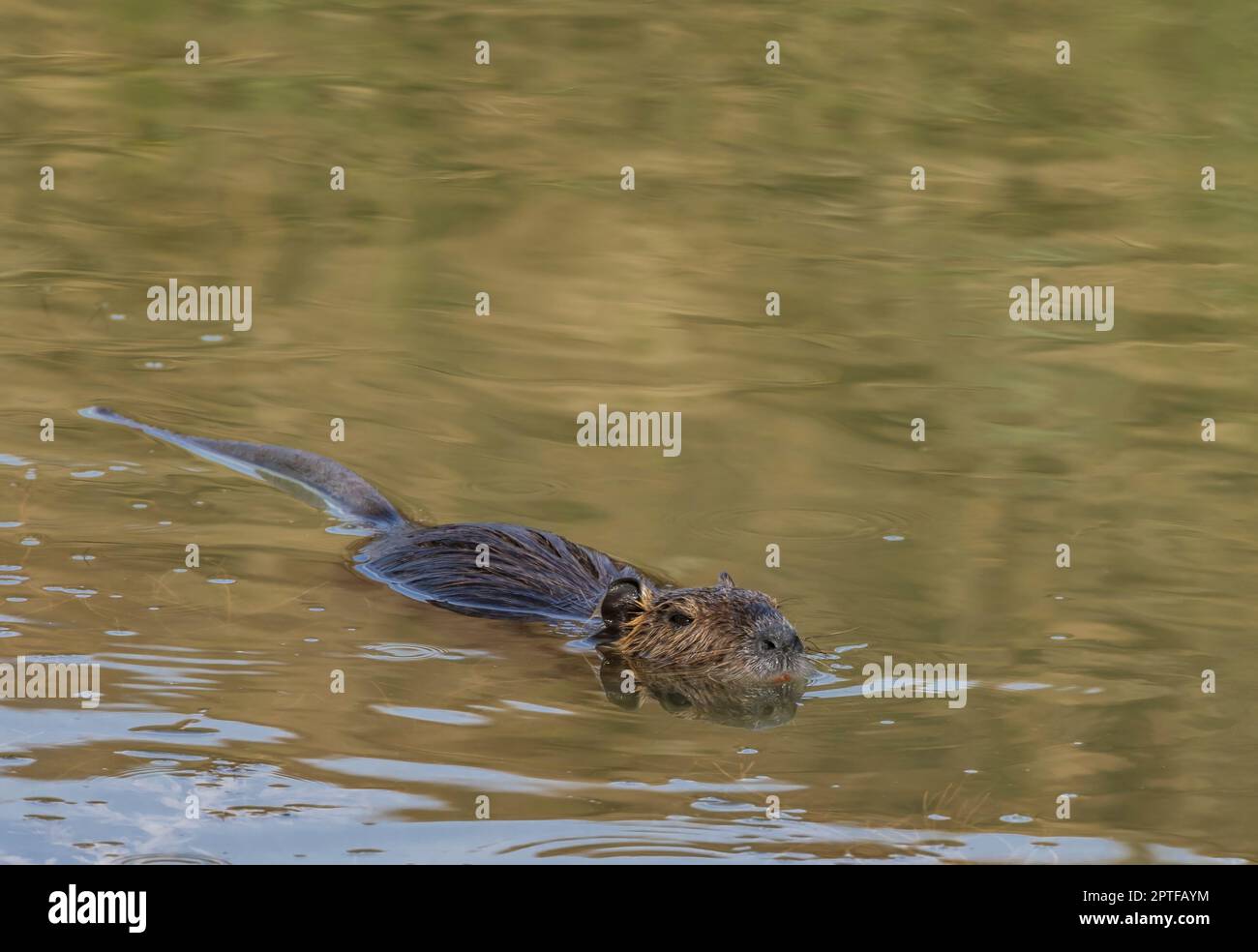nutria swimming in water,Tuscany, Italy Stock Photo - Alamy