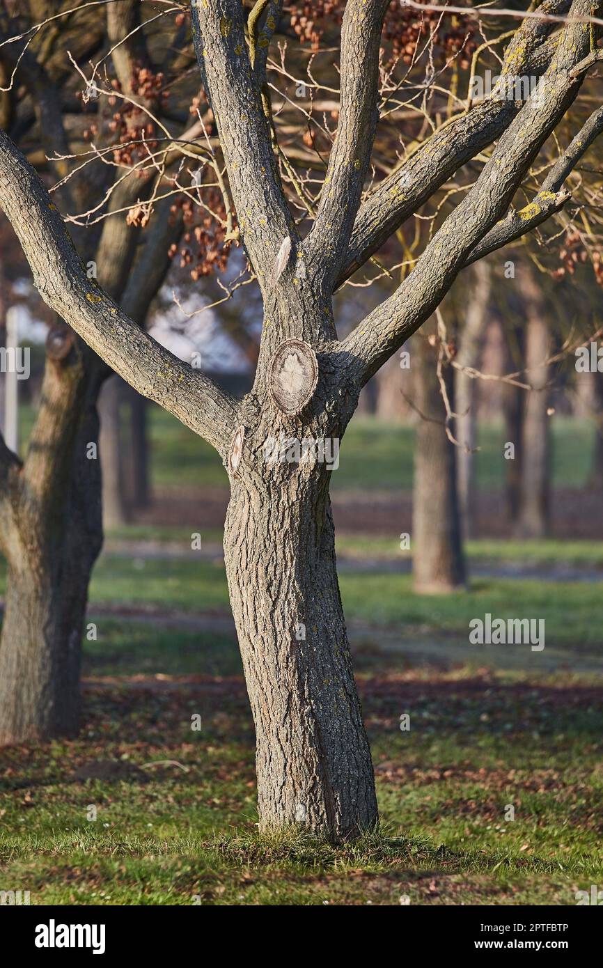 Strong thick branches hi-res stock photography and images - Alamy